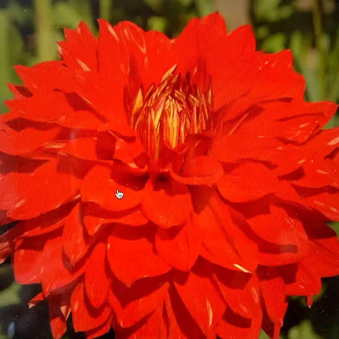 Caliente Dahlia – Divine Dahlias